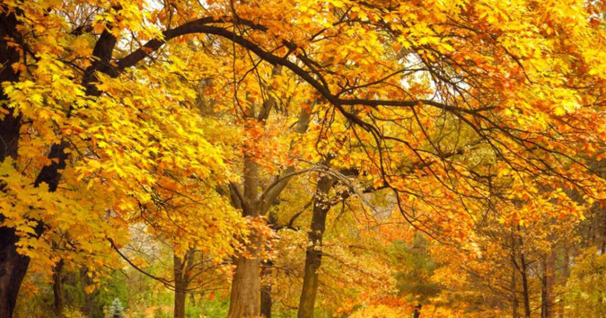L’actualité d’Externa à l’automne 2020 | Externa